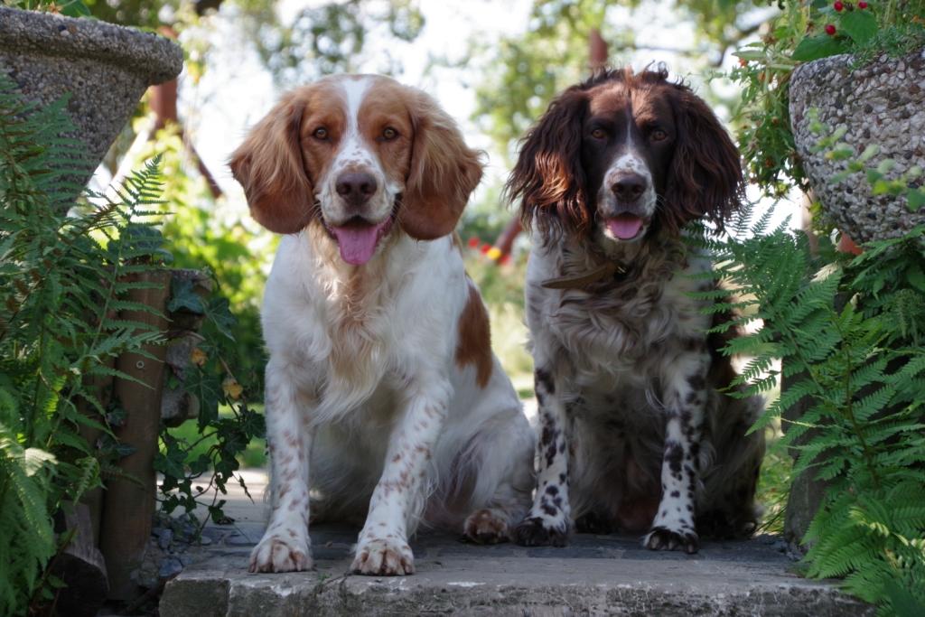 Wachtelhundzwinger „vom Lutterspring“ – Hundezwinger "vom Lutterspring"